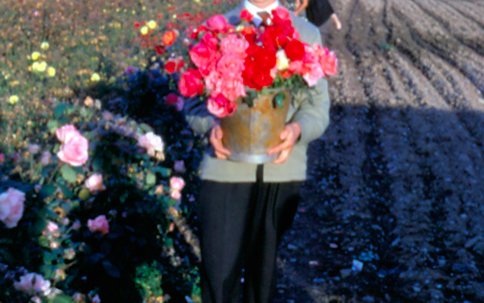 The Broadgreen House Rose Garden